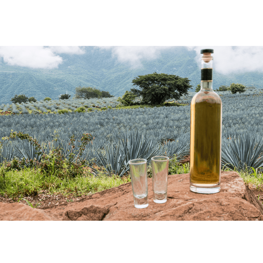 The Tequila Production Process: A Step-by-Step Guide from Agave to Bot